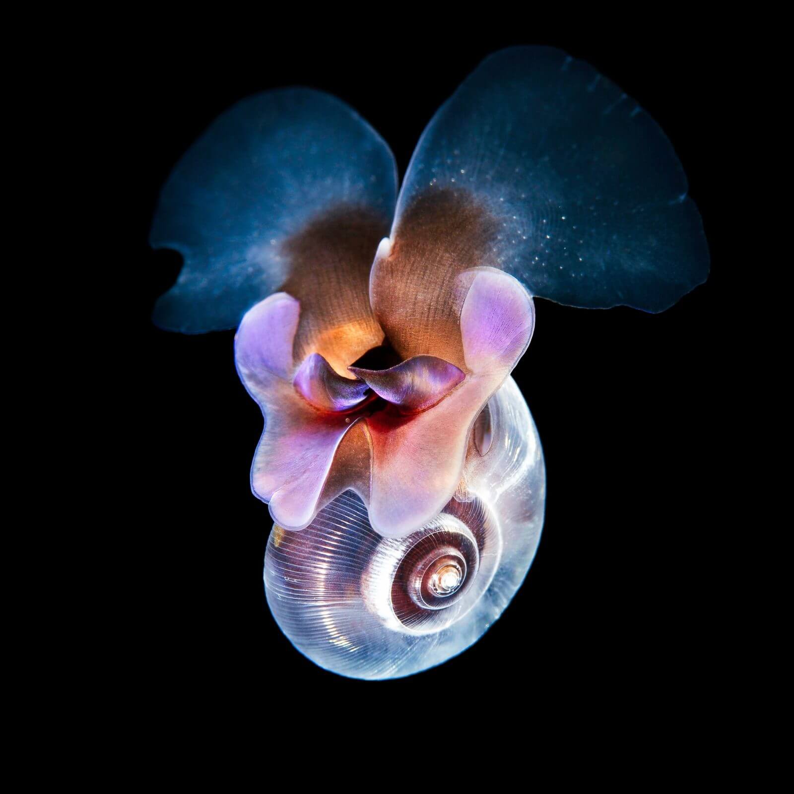 Pteropods in the Balance - Hidden Compass