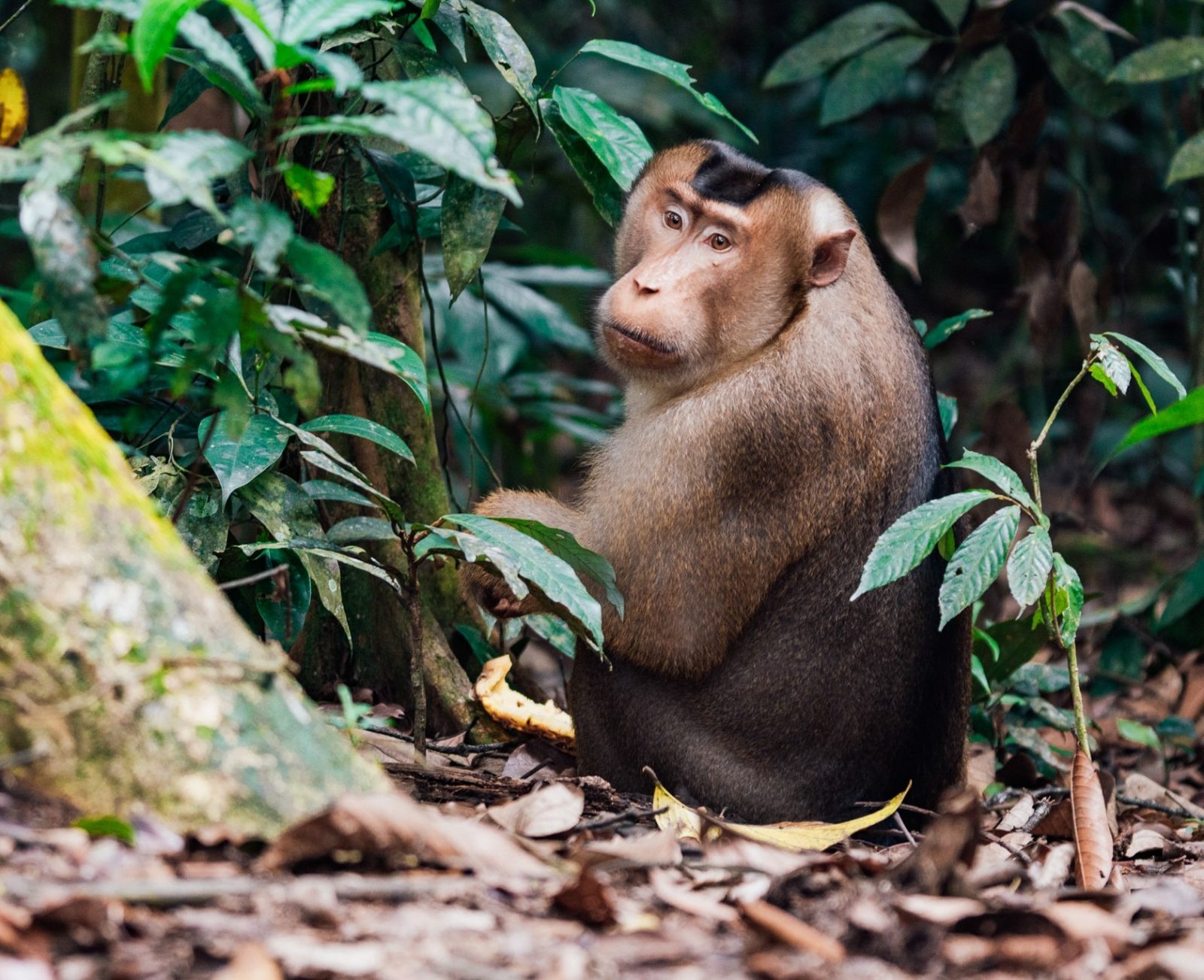 People of the Forest - Hidden Compass