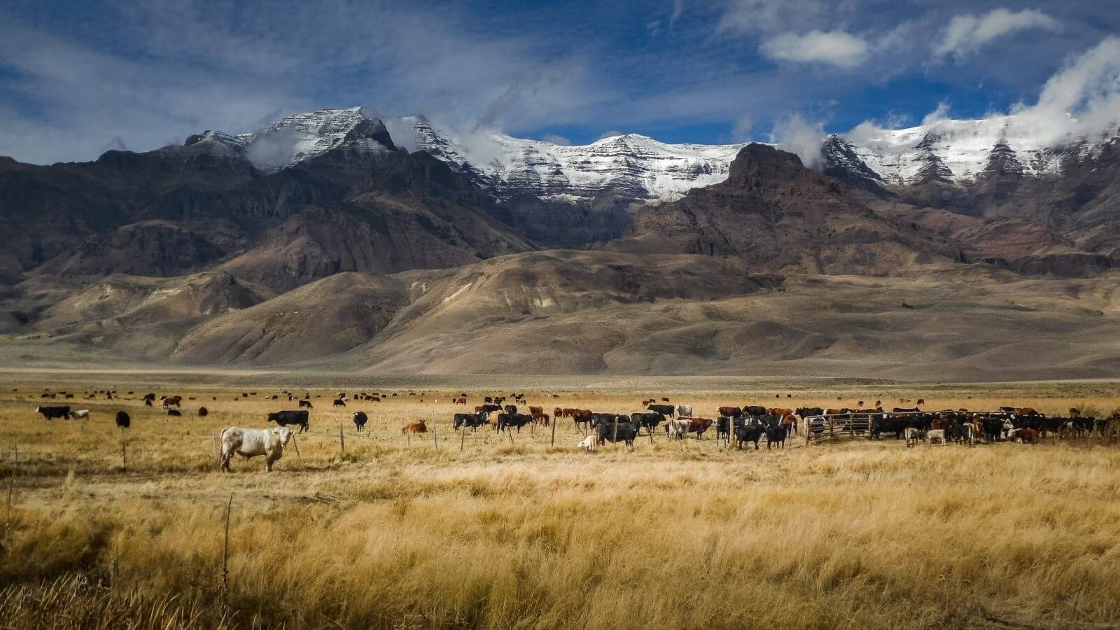 The Great Basin Buckaroos - Hidden Compass
