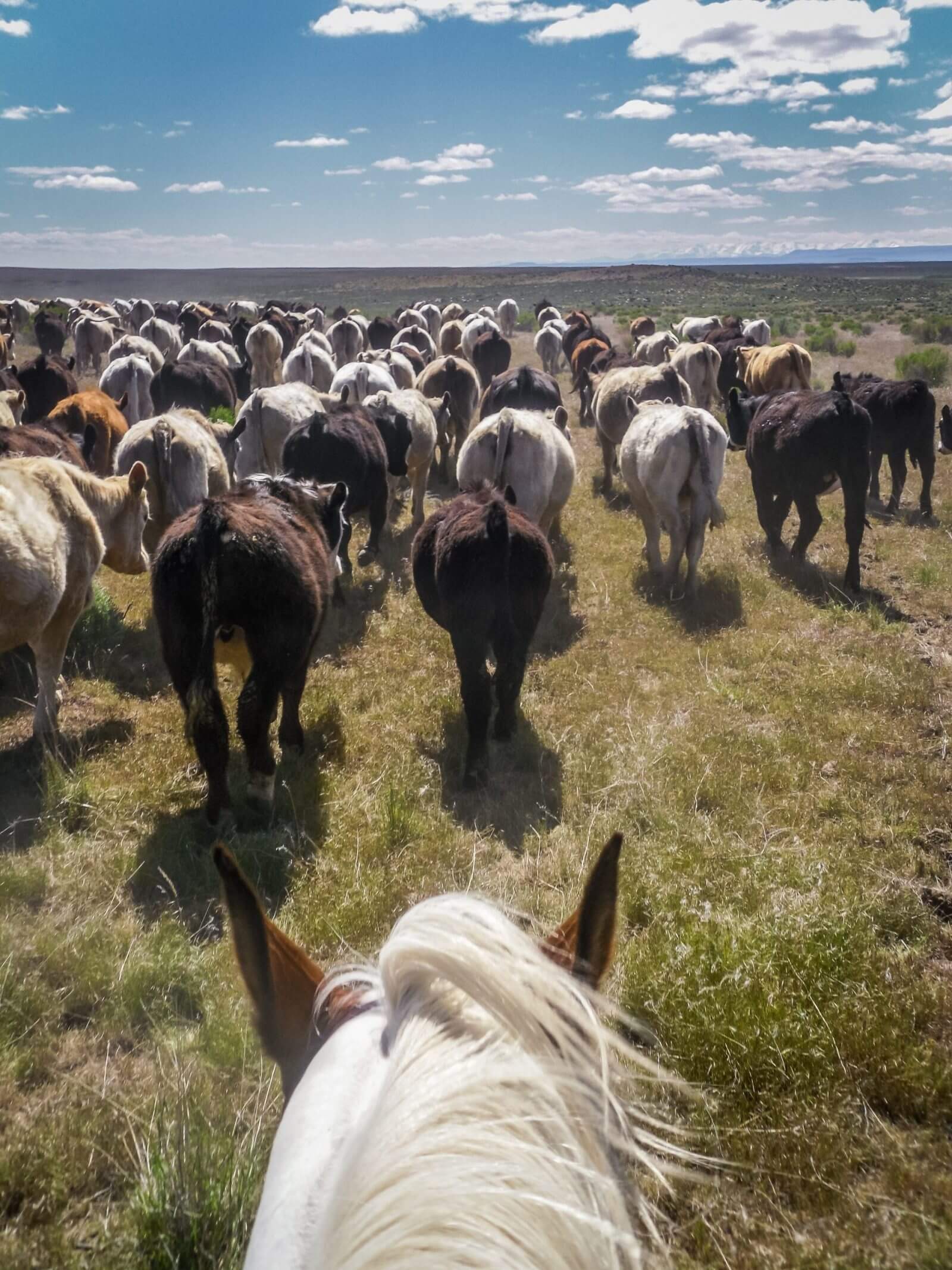 The Great Basin Buckaroos - Hidden Compass