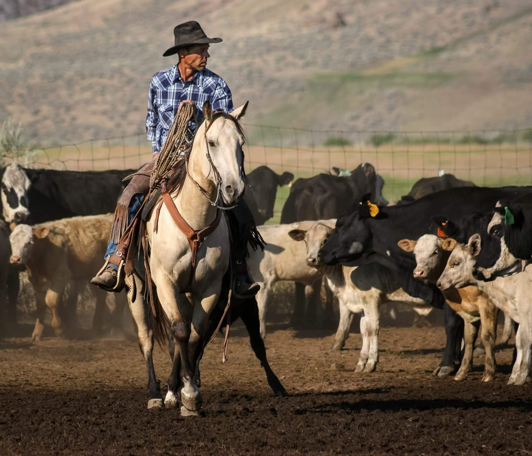 The Great Basin Buckaroos - Hidden Compass