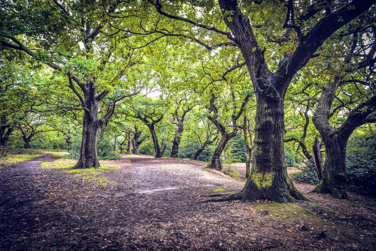 A Clearing in the Forest - Hidden Compass