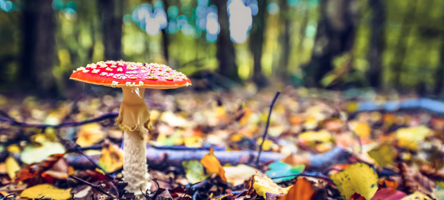 A Clearing in the Forest - Hidden Compass