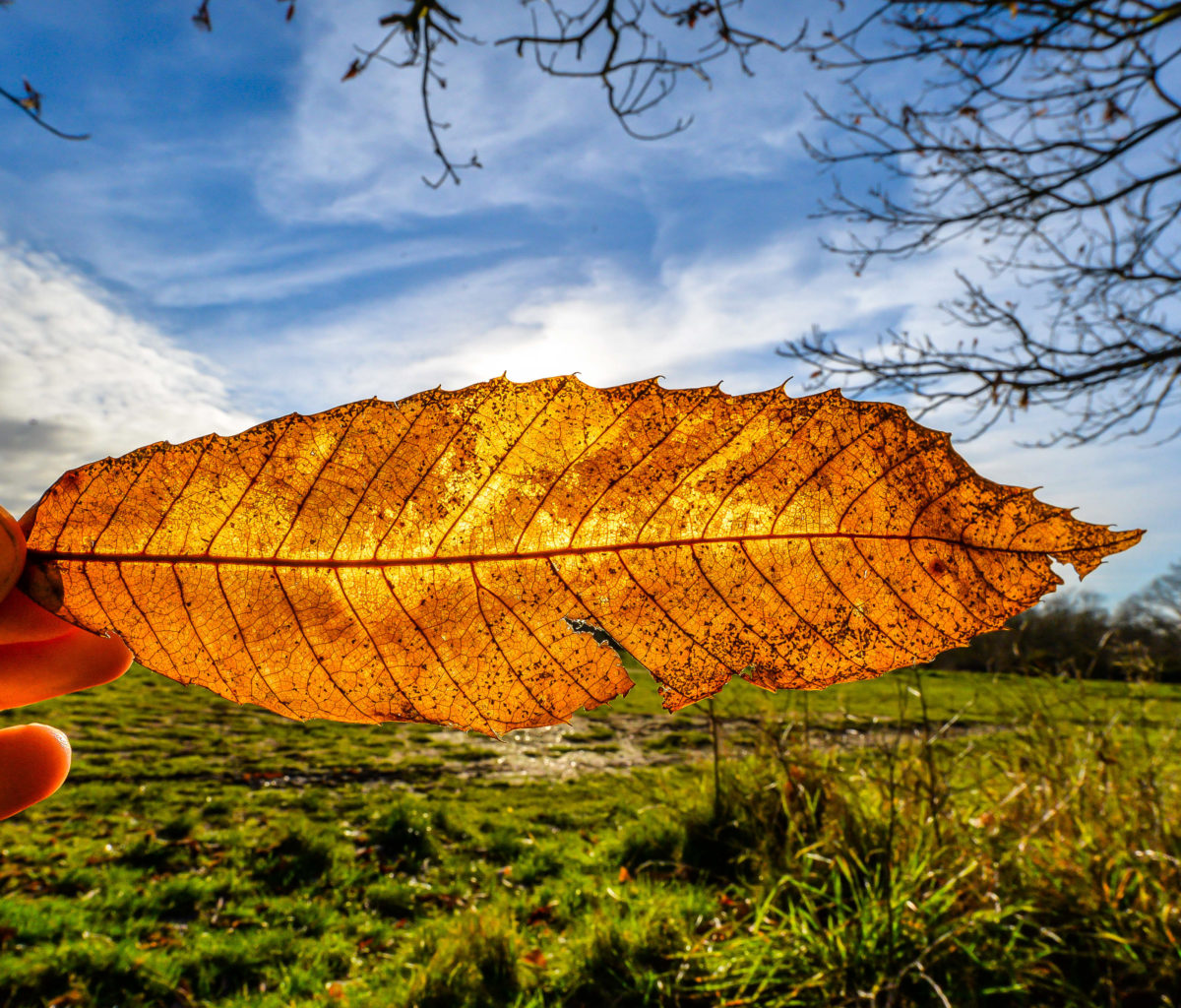 A Clearing in the Forest - Hidden Compass