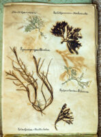 The Tides of War - Hidden Compass